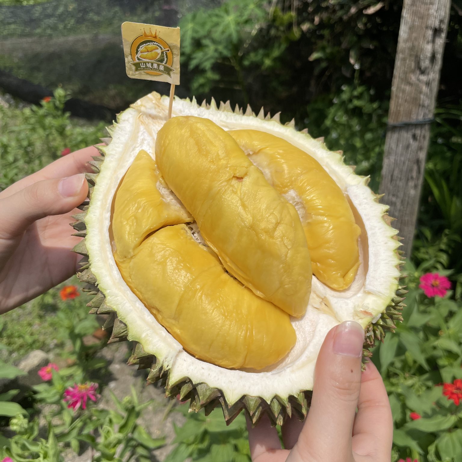 5 Must-Visit Spots For Creamy Durians In Penang (2025 Edition) - Penang ...